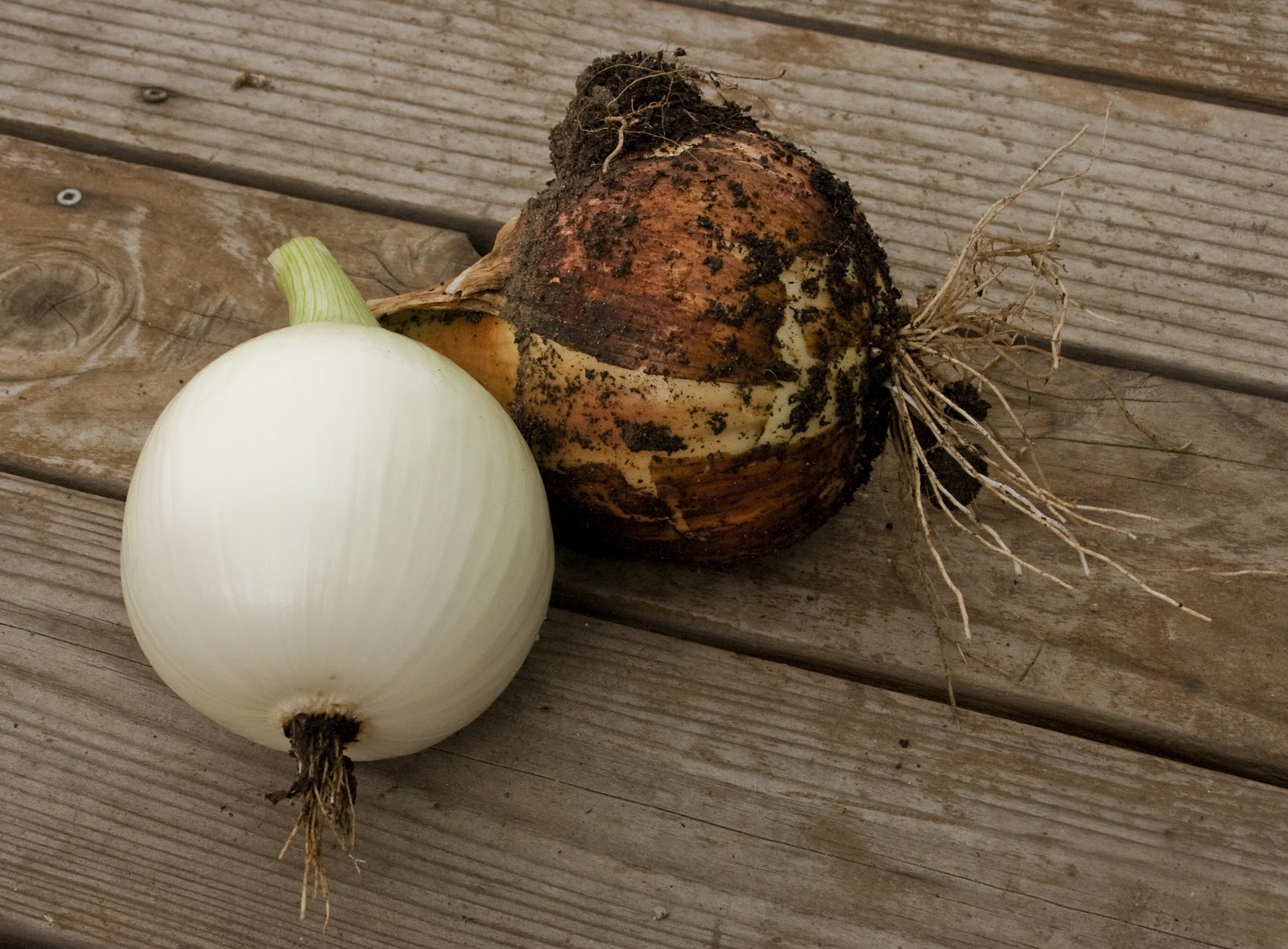 Valley View Nursery Blog: Walla Walla Sweet Onions