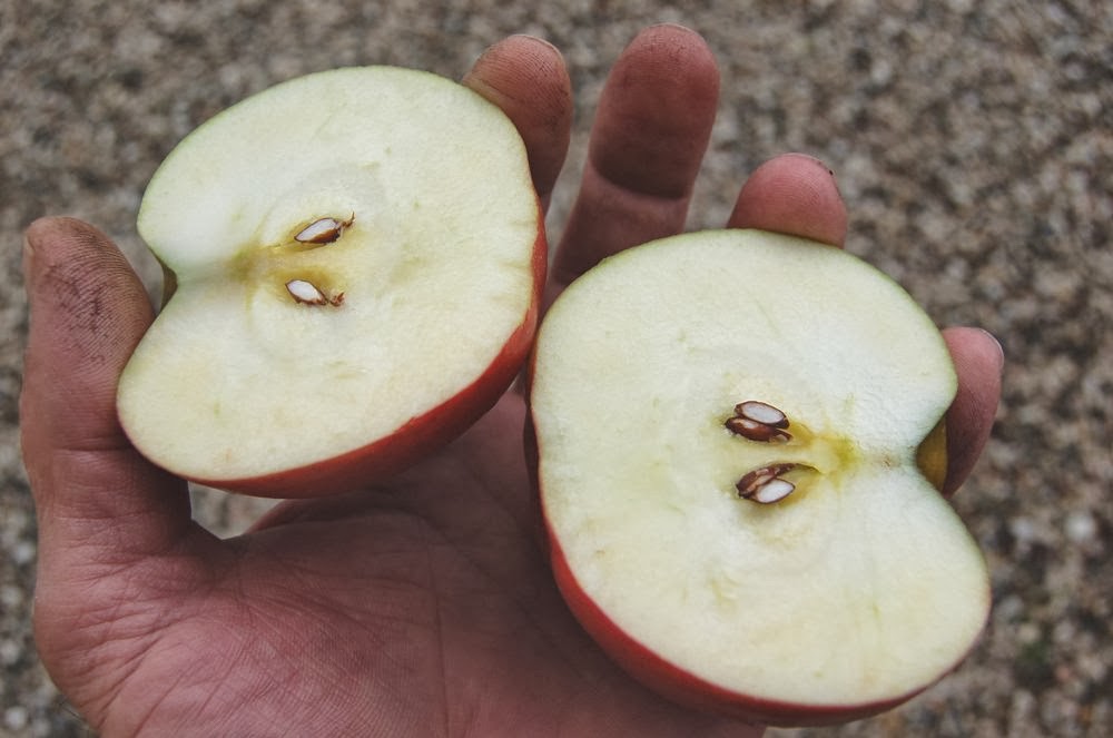 Blogredire: Cogli la prima mela