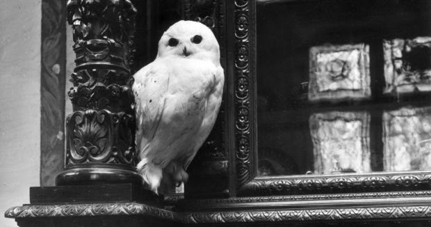 photopol: JOHN CHARLES