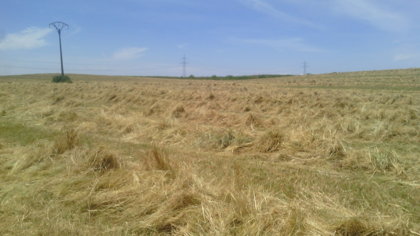 Forrajes ecológicos : 2016