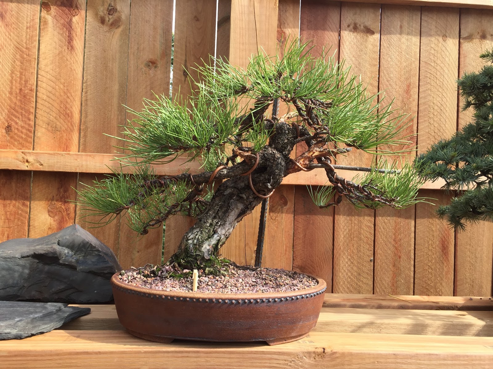 Pinus Ponderosa Bonsai