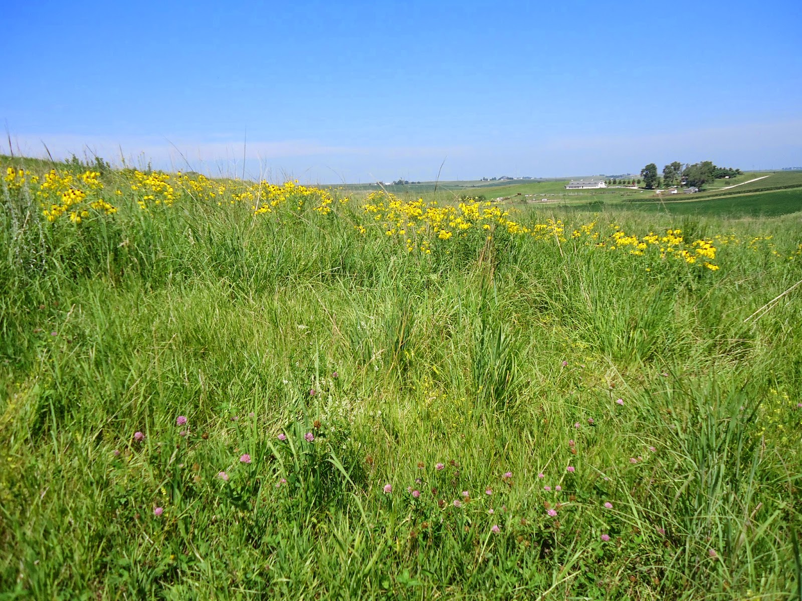 CRP: Conservation Reserve Program