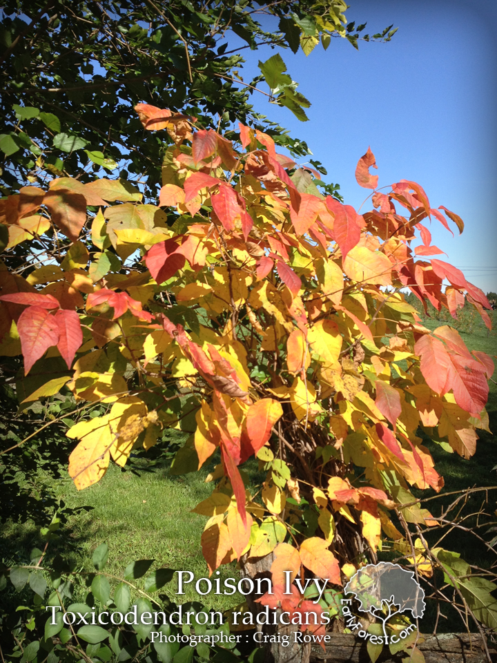 Early Forest : Tree Photography and Information: Poison Ivy Fall Color