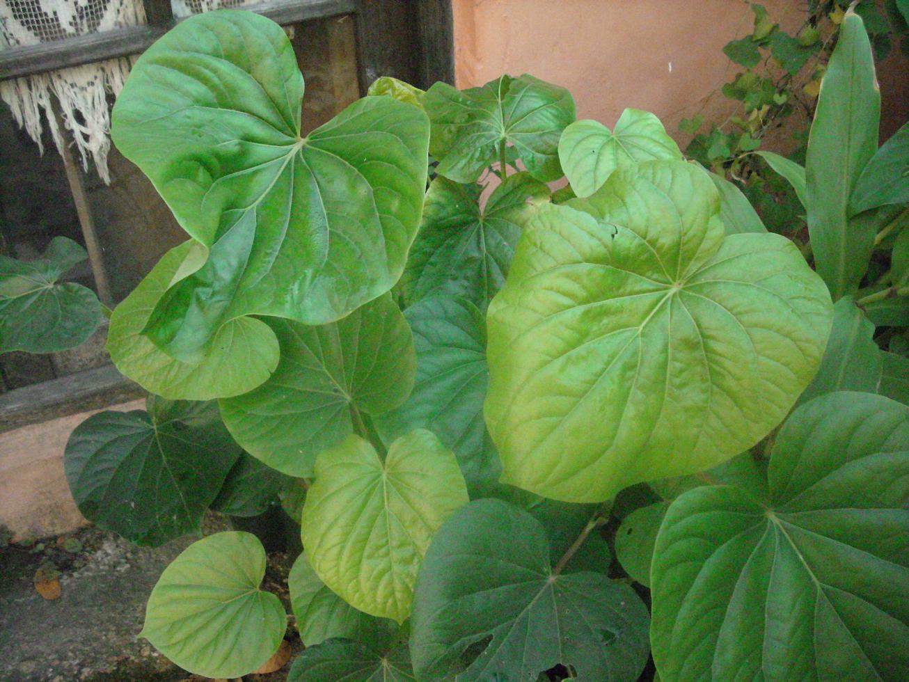 Nós, os Cachorros - No Japão: Plantas que Curam: Capeba - Pothomorphe ...