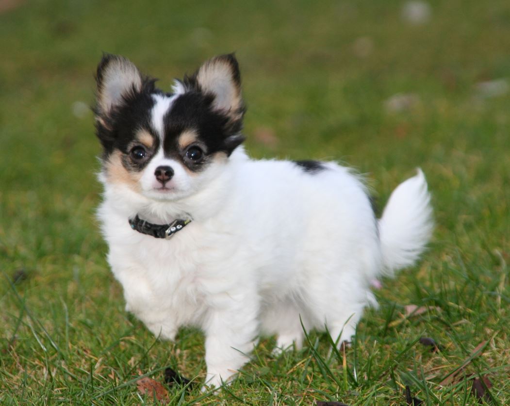 Koirakuvia: Koira nurmikolla