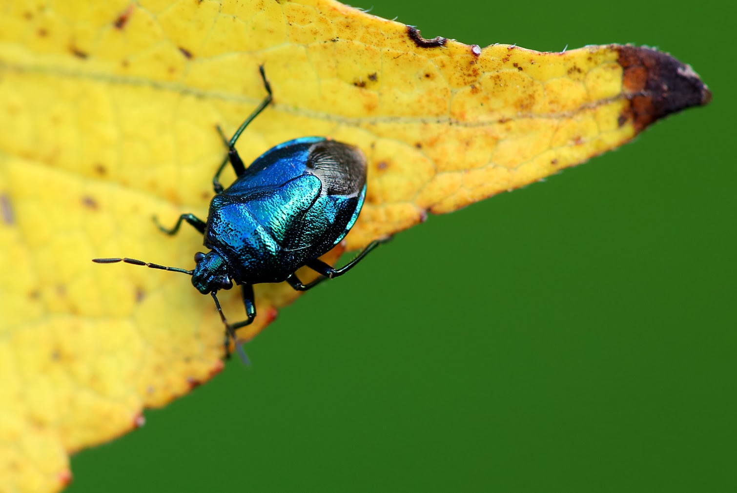 JJ's Photographic nature blog: What a carry on...