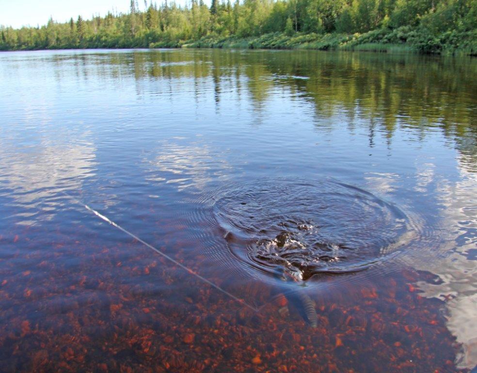 Naruskan Tukikohta: Tuntsajoen kuvasatoa Venäjän puolelta.