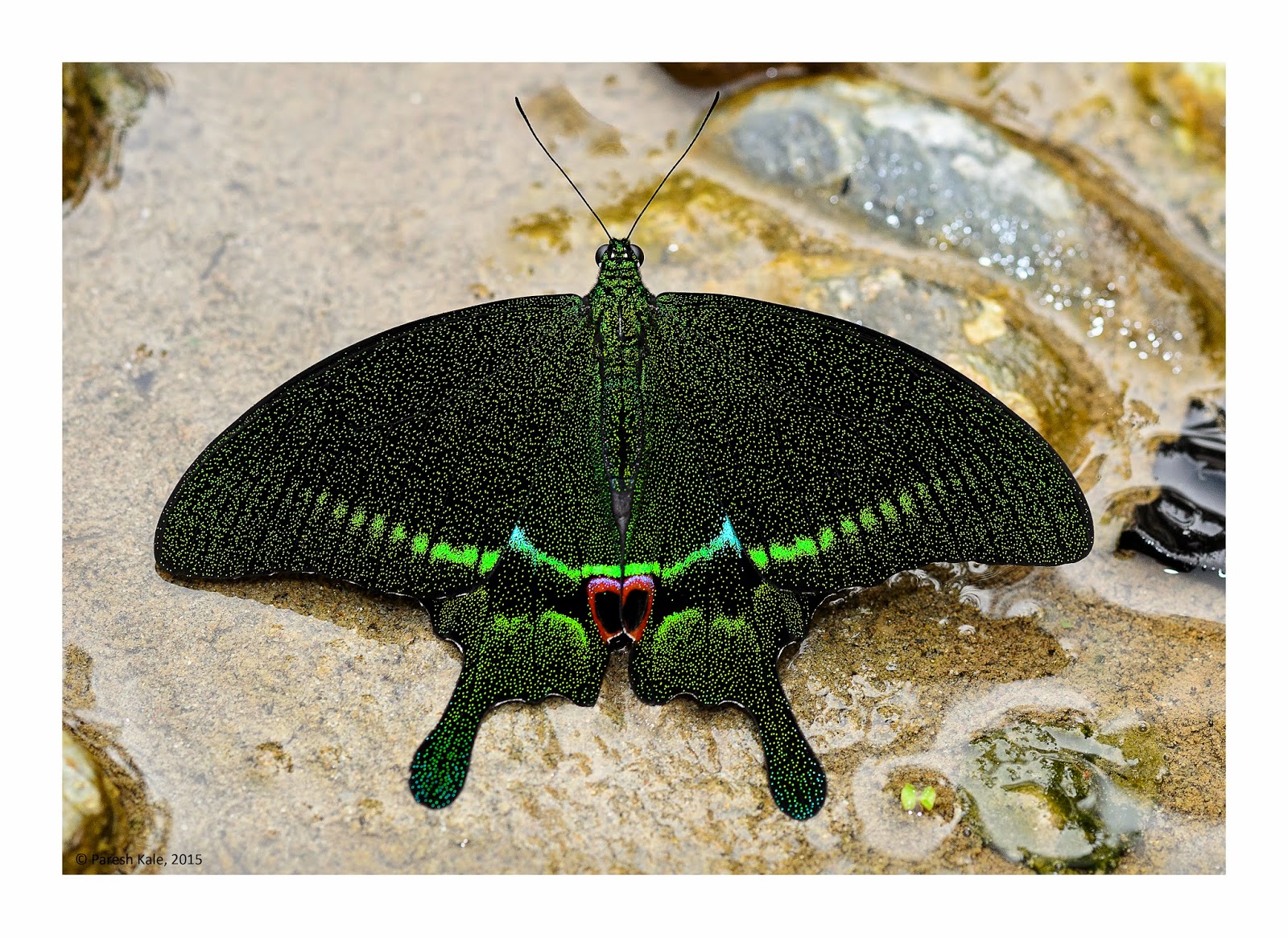 रुबाई - Rubaai: Paris Peacock (Papilio paris)