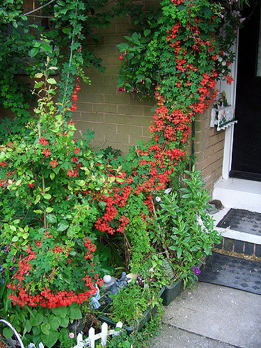 Seminte si plante de gradina hobby: Conduras-Tropaeolum majus