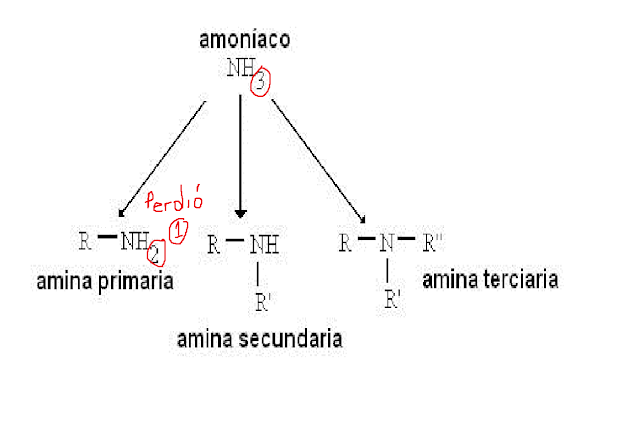 Aprendamos sobre... Aminas y Amidas: Si observas estas aminas veras...