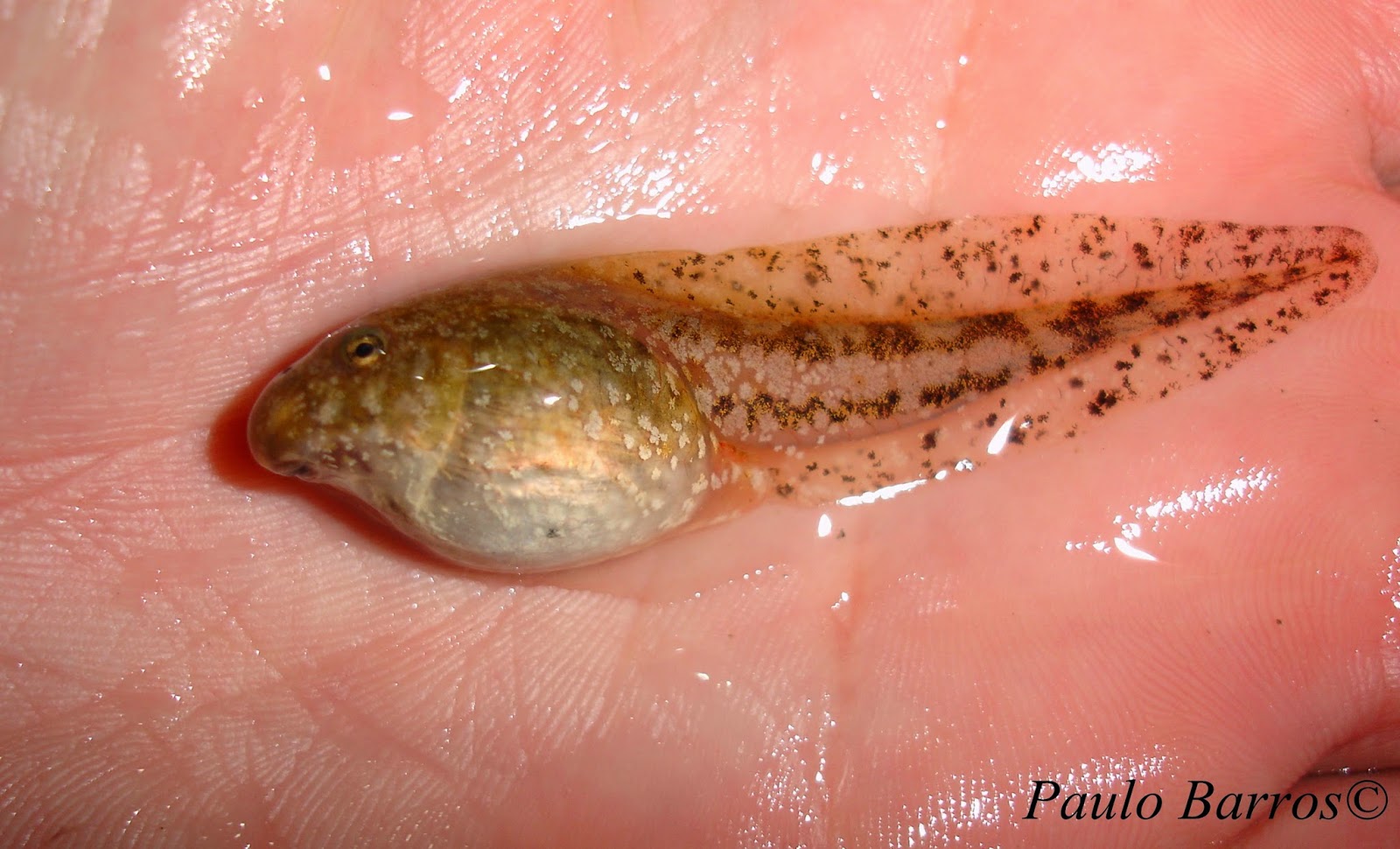 UM DIA DE CAMPO: Chave dicotómica de larvas de anfíbios
