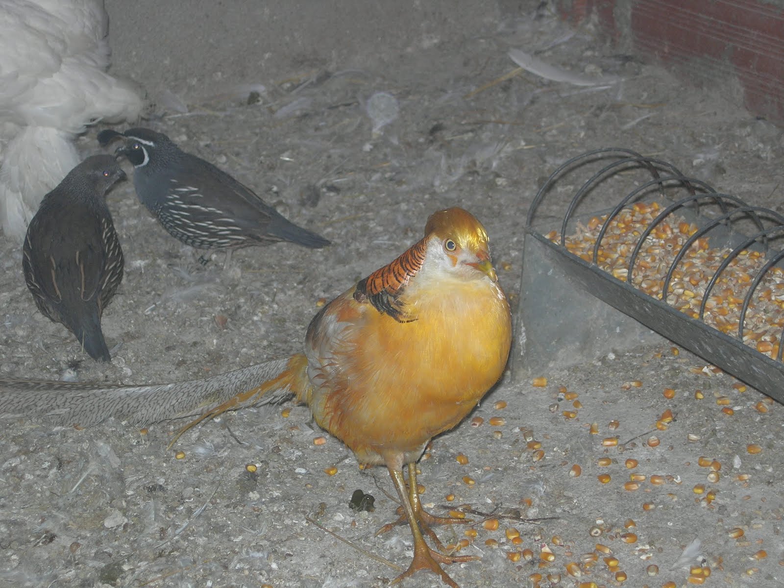 EL CORRAL DE JESUS: Faisan Gigi