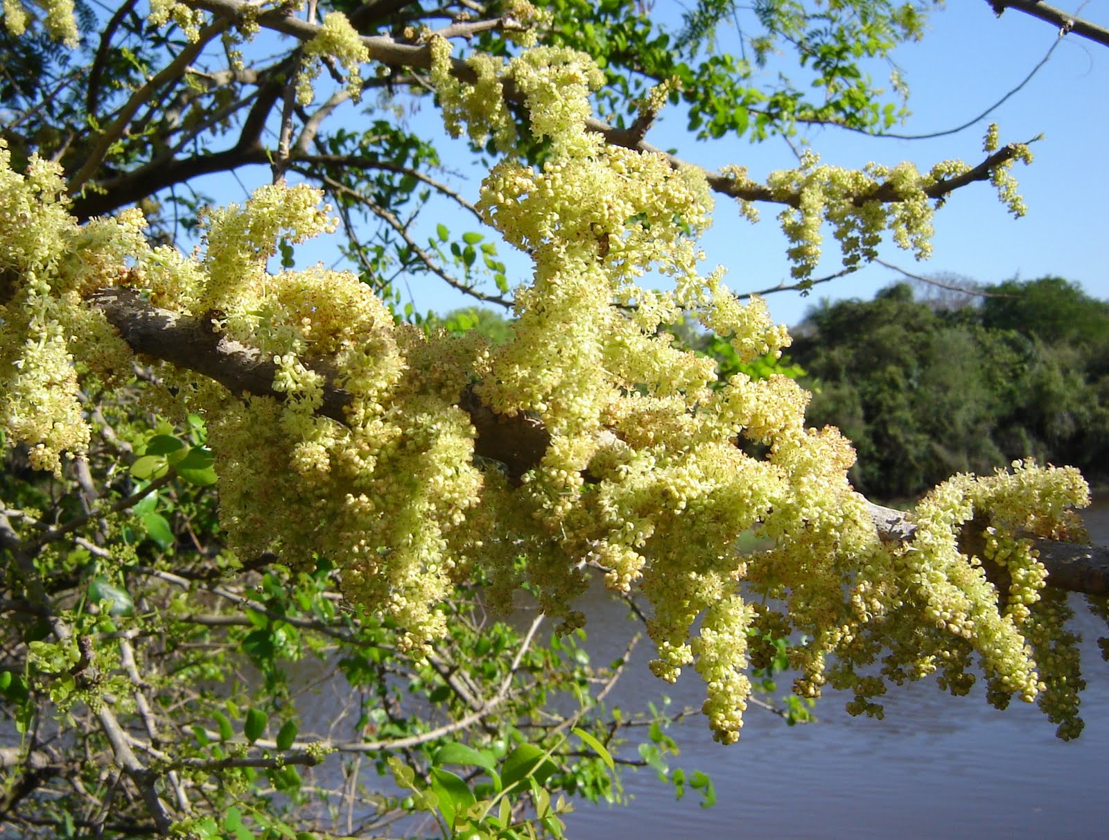 v e r d e c h a c o: Yvirá rembe'y