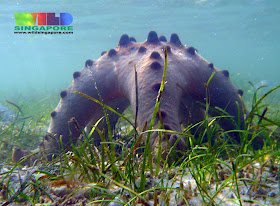 Real Monstrosities: Chocolate Chip Starfish