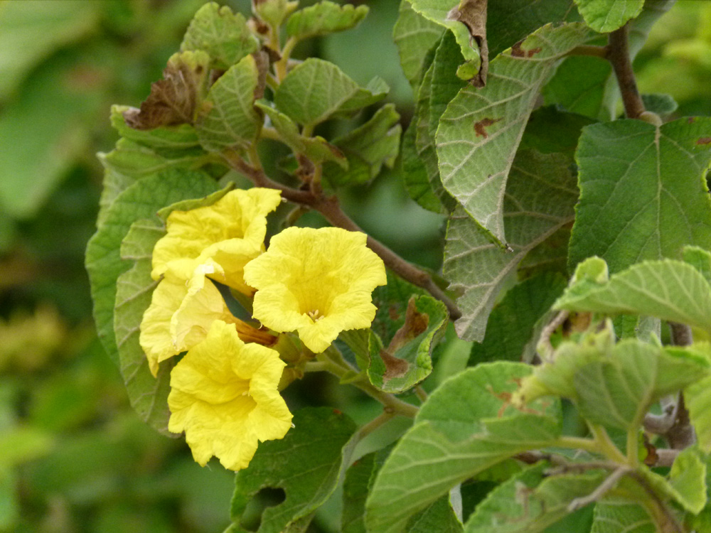 Life, Birding, Photos and Everything: Galapagos Plants