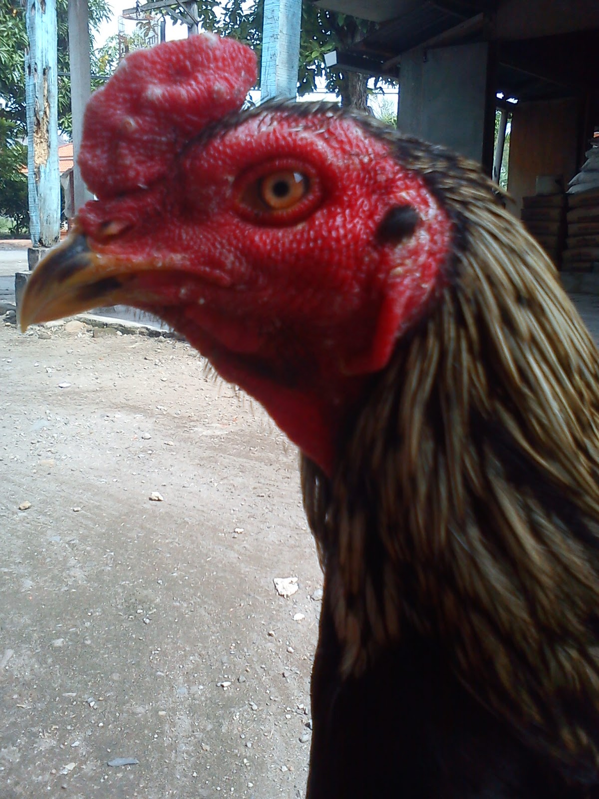 bila berminat langsung saja huubungi.