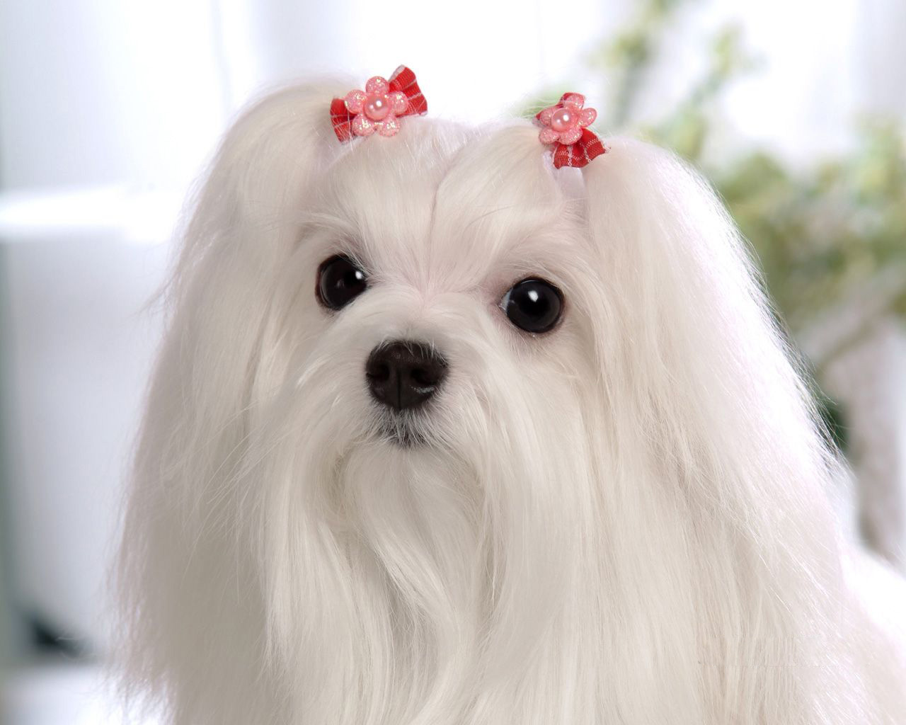 Cute Pets Maltese Dog Picture - Cute Pets