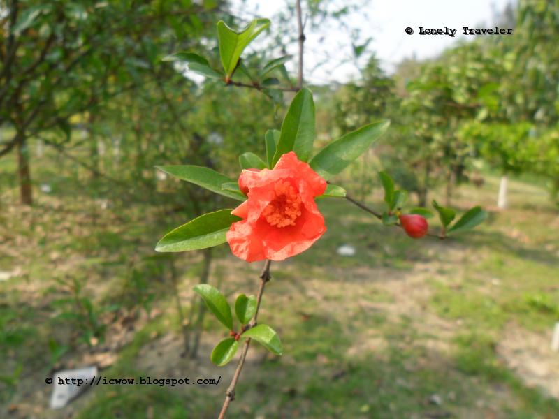 Dalim Ful(ডালিম ফুল) - Punica granatum