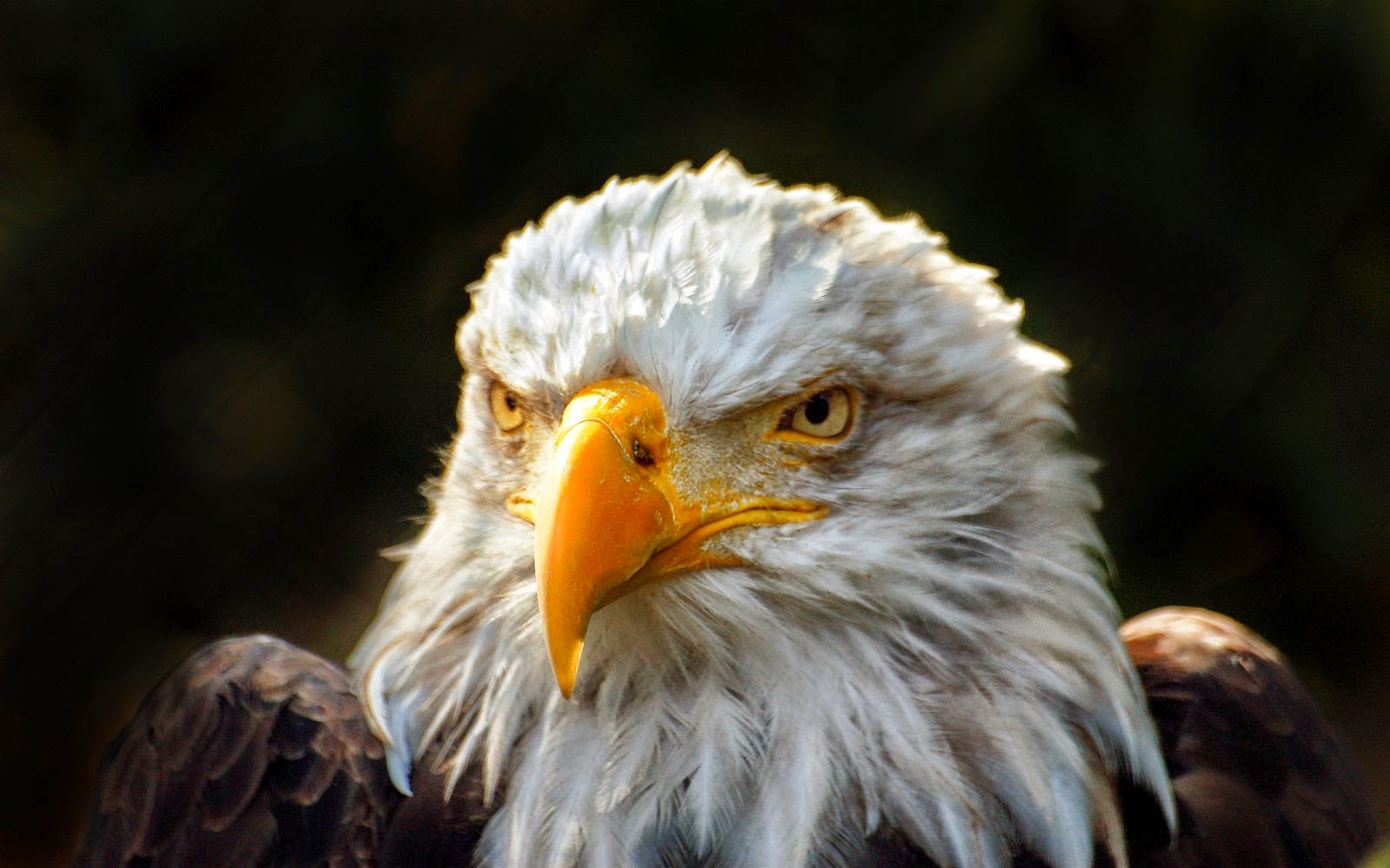 ferecologico@hotmail.com: Informacion EOC2611P