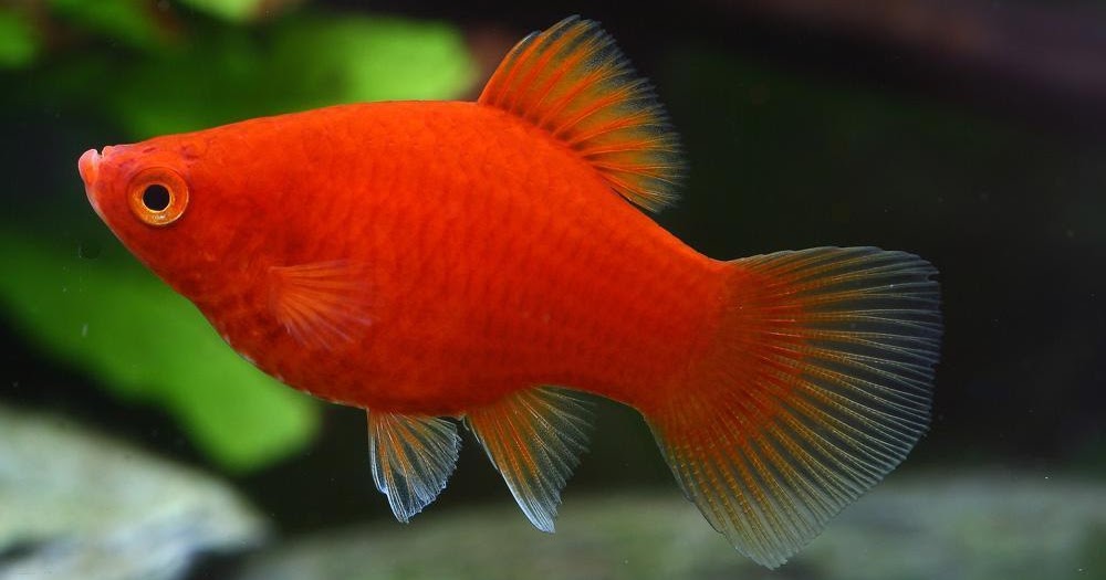 Types of Platys Disease and How to Treat Them - fish-hobbyist