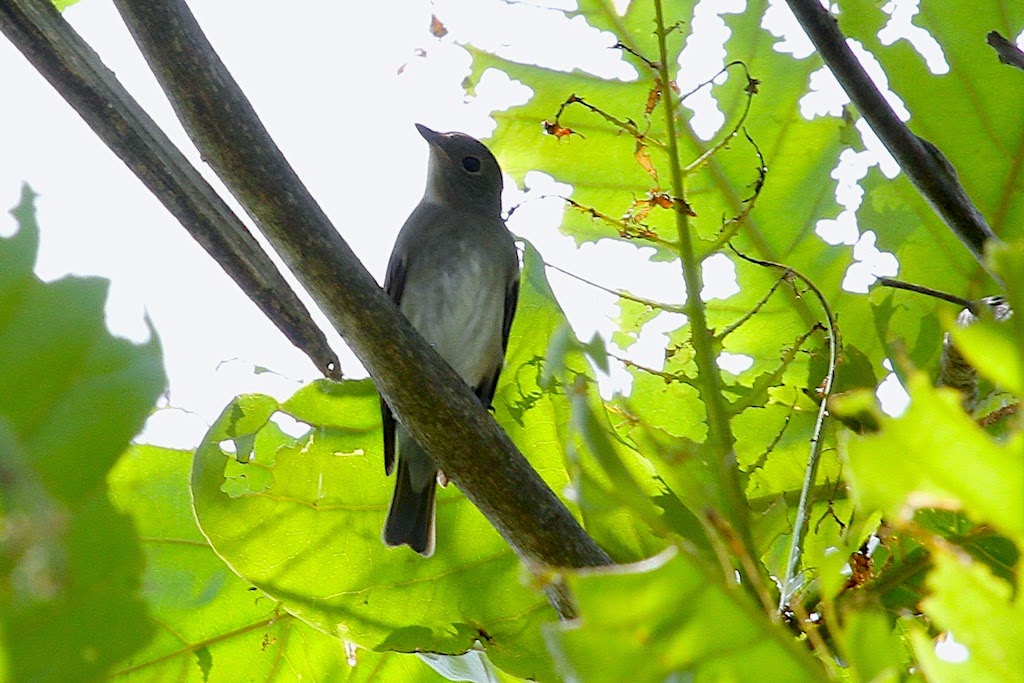 Jennifer Spry's Birding Blog: Cocos Keeling – a tropical Indian Ocean Attu