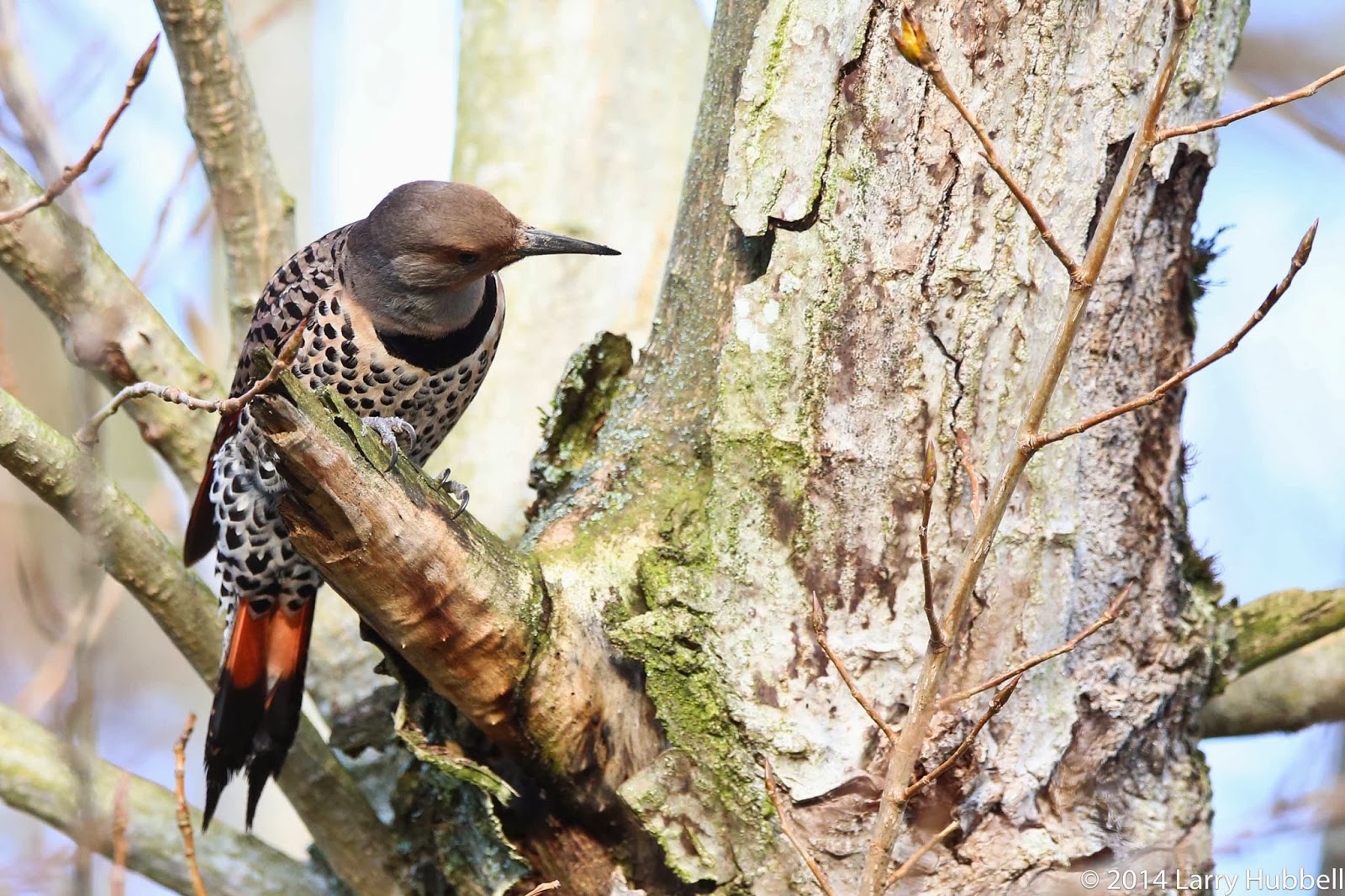 Union Bay Watch : Picidae, Picidae, What do you see?