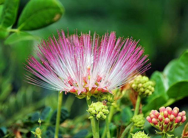 Trees Planet: Samanea saman - Rain Tree