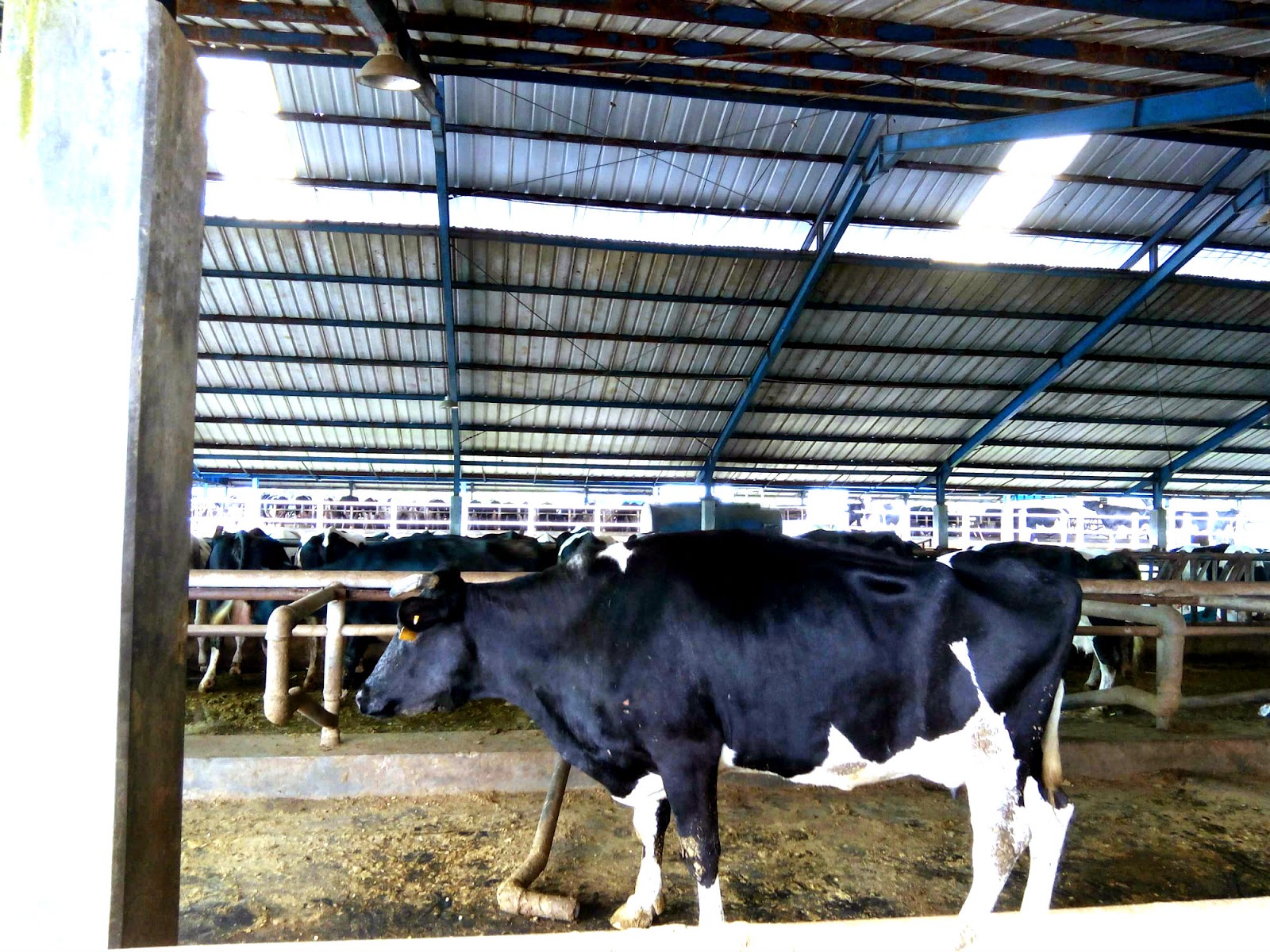 Gundaling Farm - Berastagi - Sumatera Uara | North Sumatera Ku