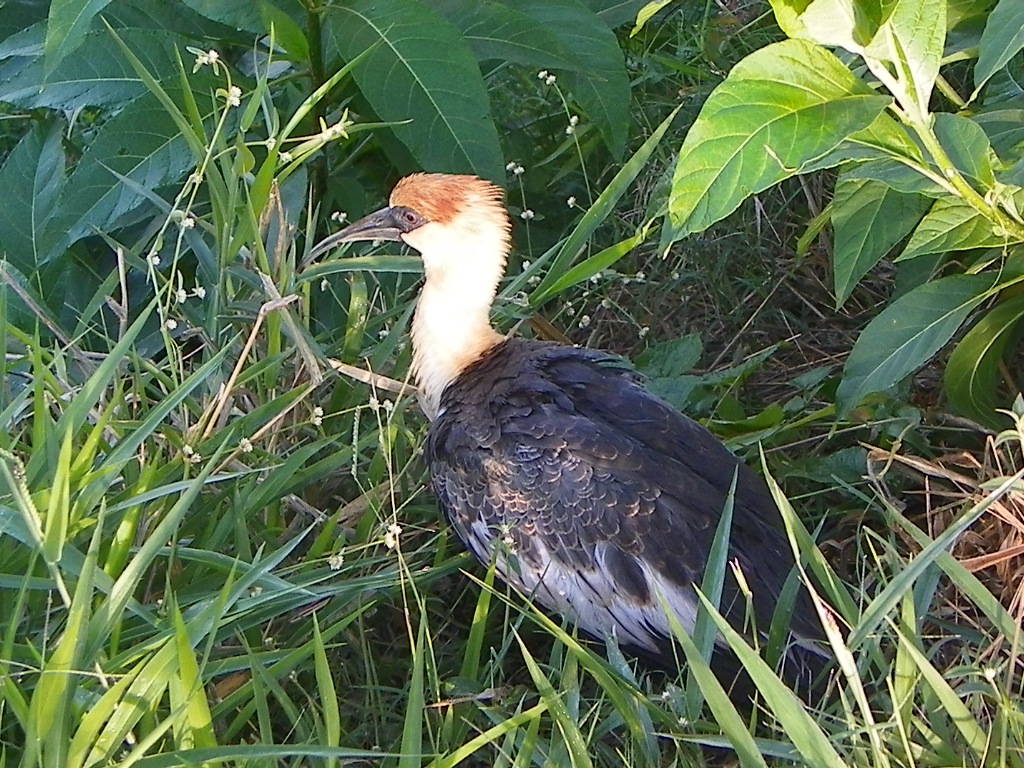 Meio Ambiente - Piranguçu - Brasil