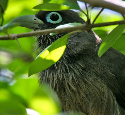 Blue-faced malkoha images | Birds of India | Bird World
