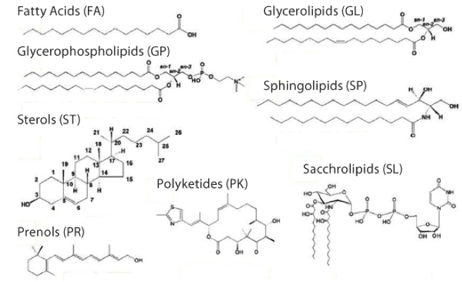 Techniques Used in Lipidomics Analysis