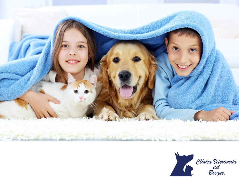 TIPS PARA MASCOTAS: Las mascotas son compañero de actividades y juegos ...