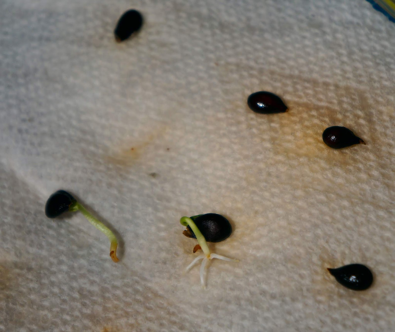 Foto Blog Puerto Rico: Germinación Semillas de Manzana Verde