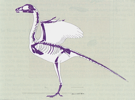 We are Fishes! A Chordate Blog: Protoavis and Brief Insight in the ...