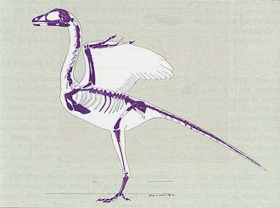 We are Fishes! A Chordate Blog: May 2015