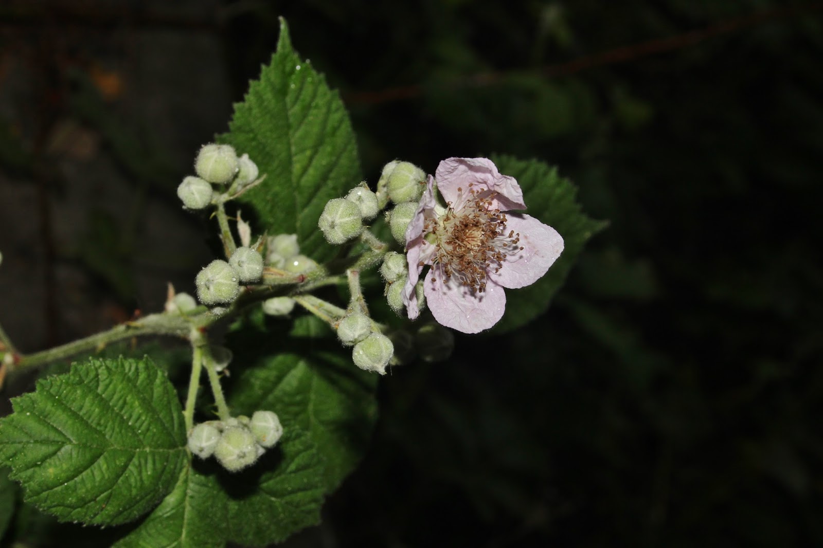 Biodiversity of Cyprus by NGO Protection of the Natural Heritage and ...