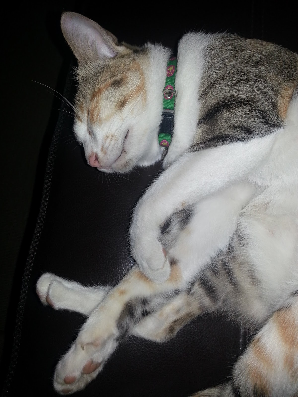 Letters from Thailand: Chernobyl Cat