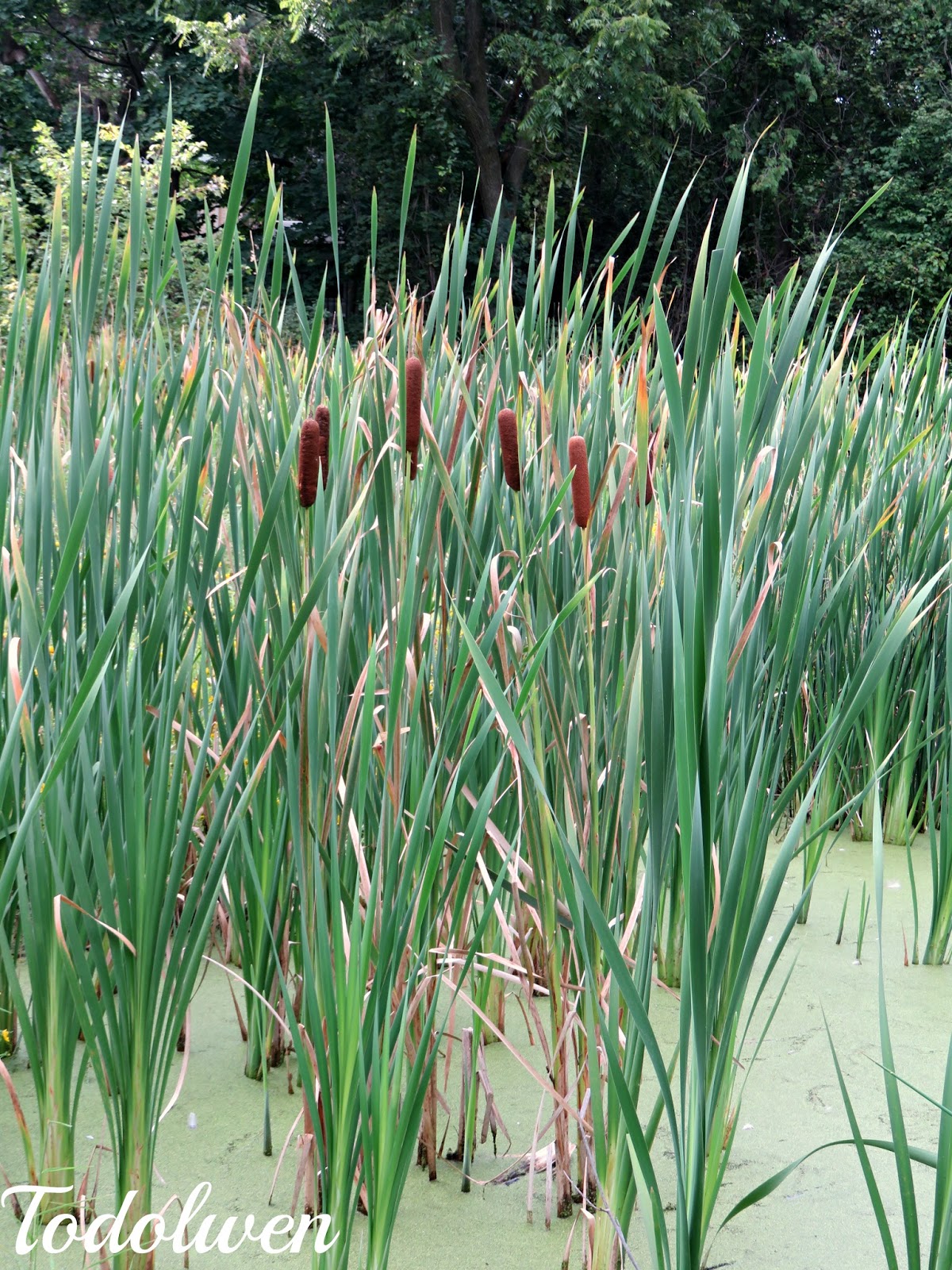 Todolwen: Cattail Pond