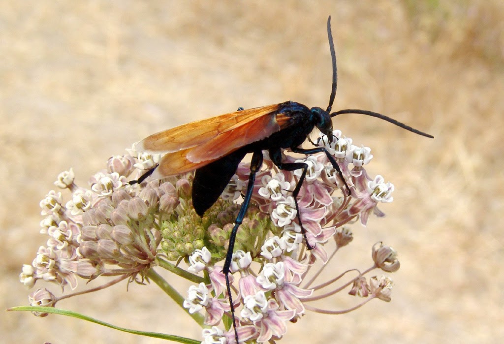 honey bee and wasp: Tarantula Hawk - (Pepsis species)