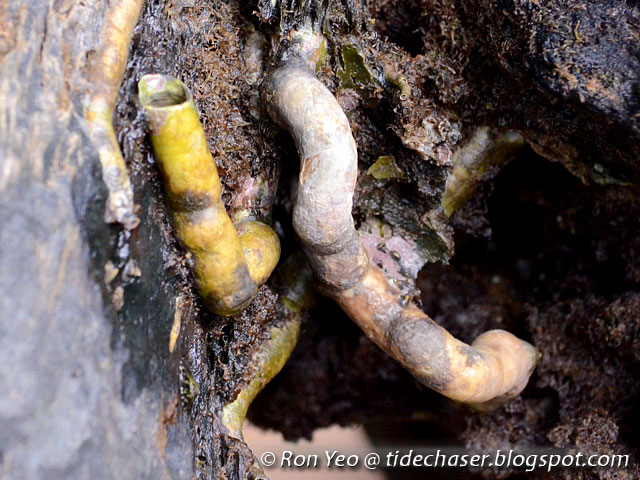 tHE tiDE cHAsER: Bivalves (Phyllum Mollusca: Class Bivalvia) of Singapore
