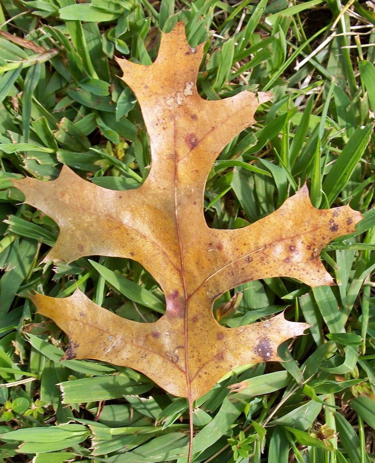 Radial Balance Nature