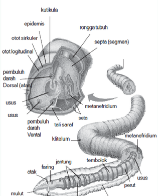 ANNELIDA ~ MATERI DAN SOAL IPA UNTUK SMA