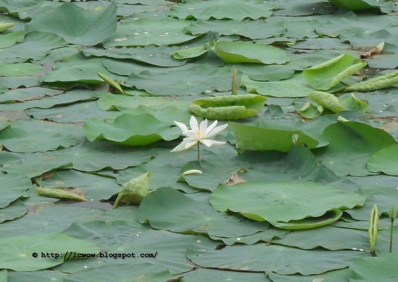 Lotus - Nelumbo nucifera