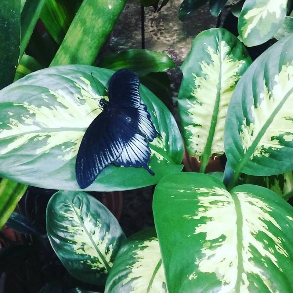 Allison Heyman Design I