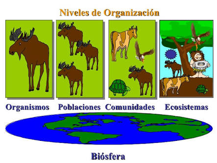 3.1.2 Niveles de organización del Ecosistema