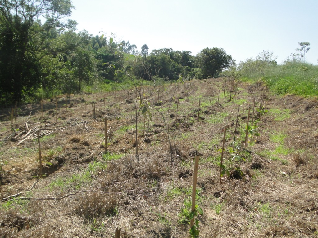 Como Fazer Reflorestamento - Guia Completo - Decasaejardim Plantando o ...