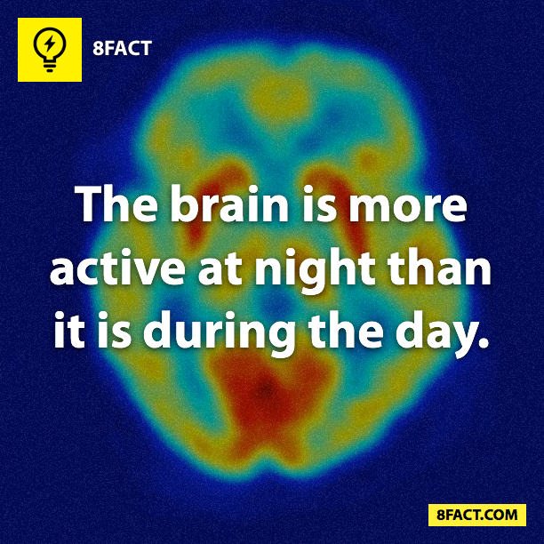 The brain is more active at night than it is during the day. ~ 8FACT