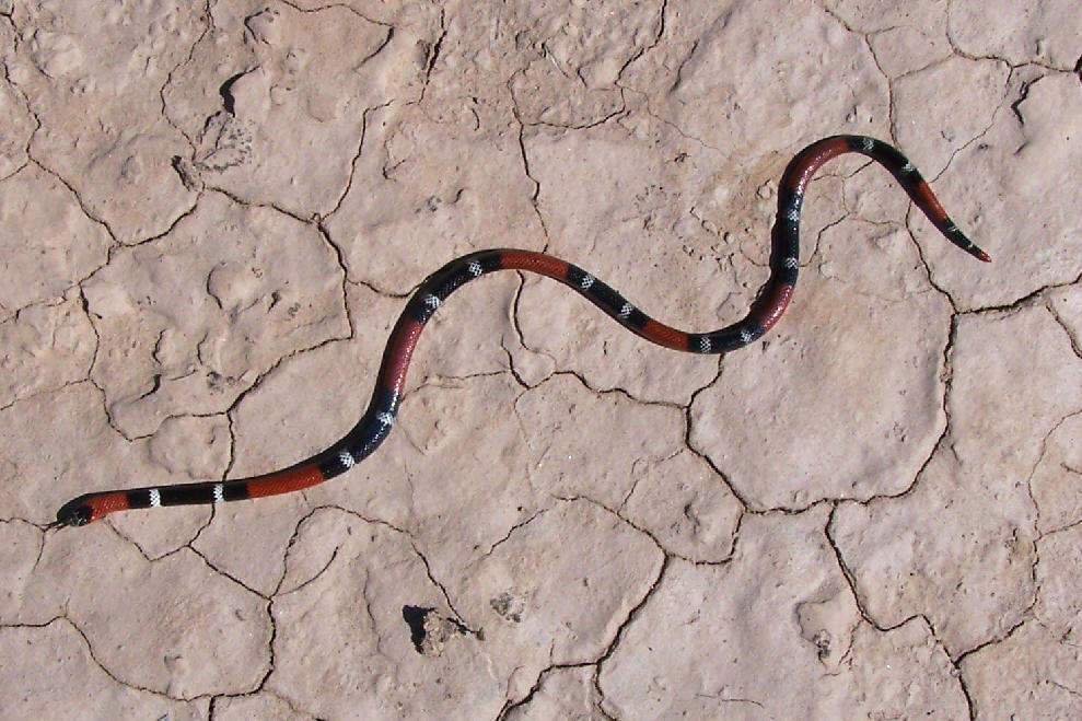 Argentina nativa: Serpiente de coral Argentina (Micrurus pyrrhocryptus)
