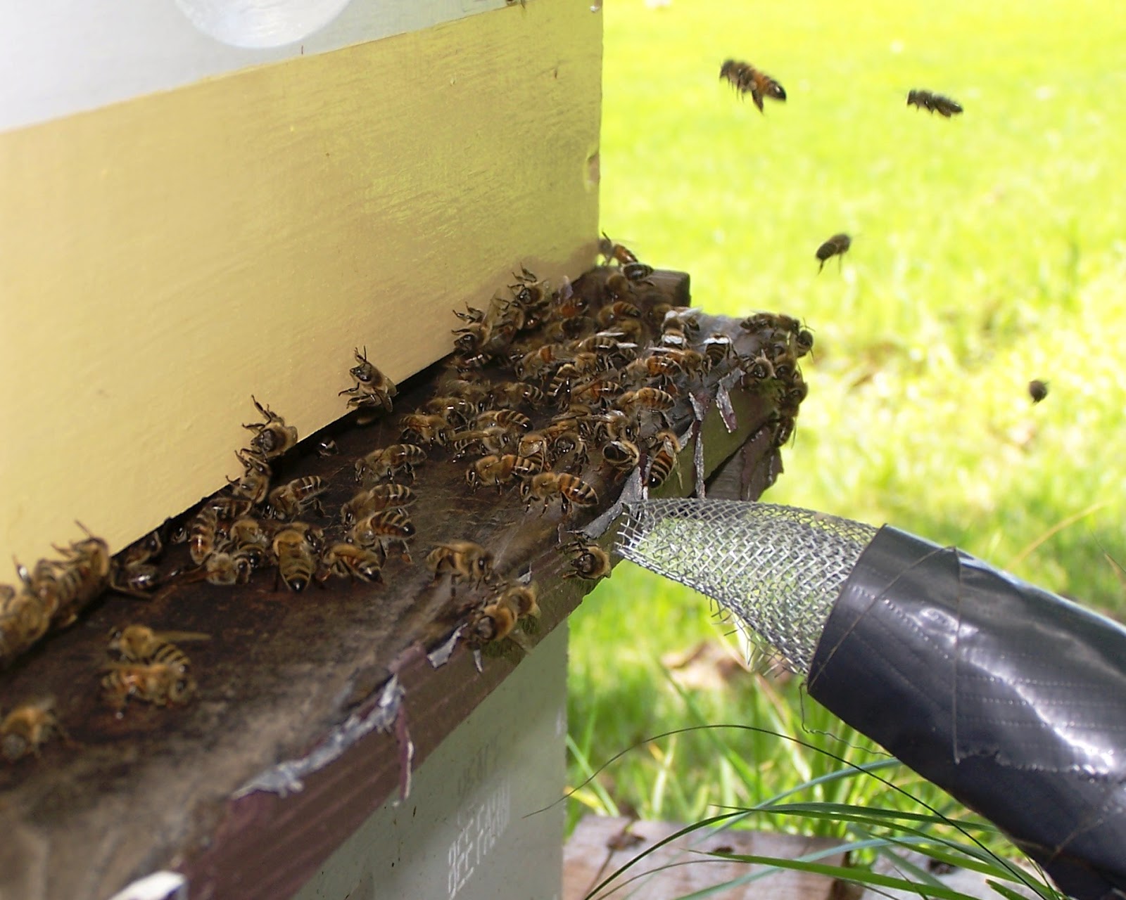 The Peace Bee Farmer: Bee Transfer Continues