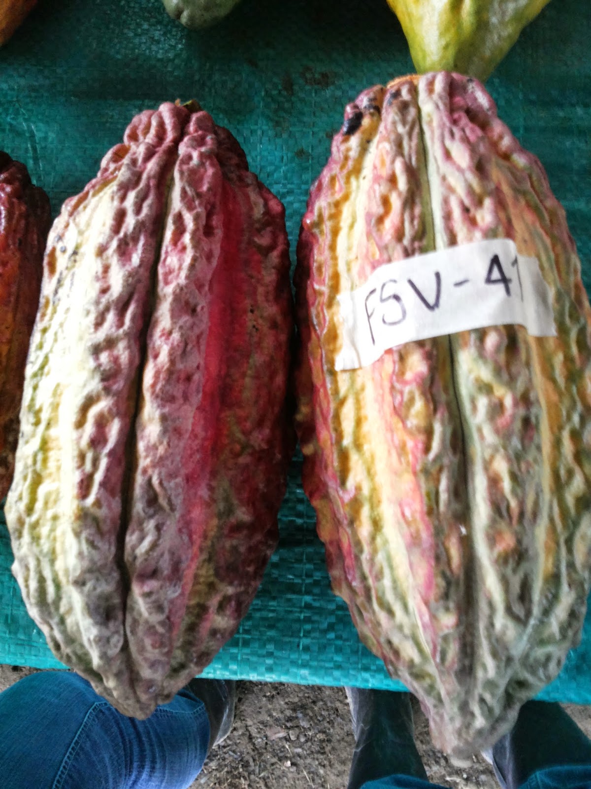 Servicios Integrales del Agro.: Mazorcas de clones de cacao productivos.